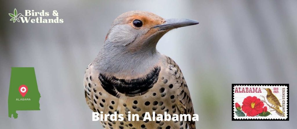 Birds of Alabama: A Comprehensive Guide - Birds & Wetlands