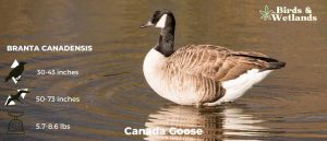 25 Species of Water Birds in Ohio (ID Guide) - Birds & Wetlands