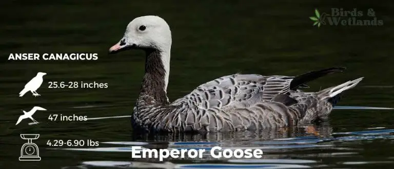 Emperor Goose (Anser Canagicus) - Birds & Wetlands