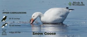 North American Geese: Guide to the Species of Goose in US - Birds ...