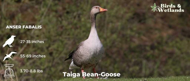 North American Geese: Guide to the Species of Goose in US - Birds ...