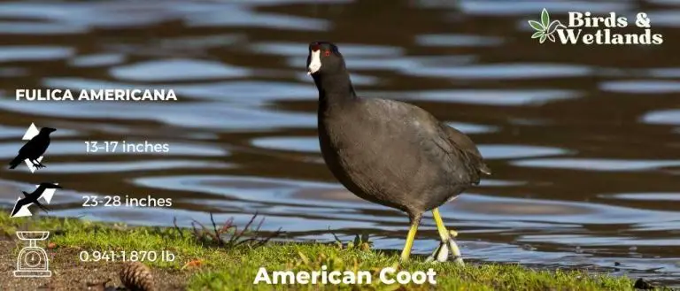 25 Species of Water Birds in Ohio (ID Guide) - Birds & Wetlands