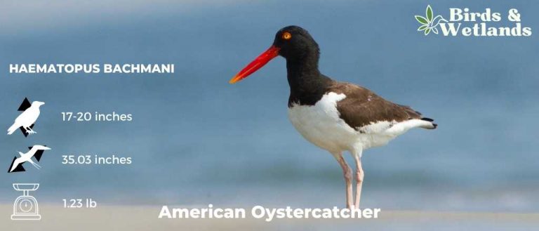 27 Water Birds in Florida (Insider's Guide) - Birds & Wetlands