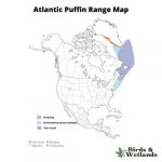 24 Water Birds in Maine (Detailed Field Guide) - Birds & Wetlands