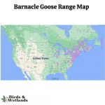 North American Geese: Guide to the Species of Goose in US - Birds ...