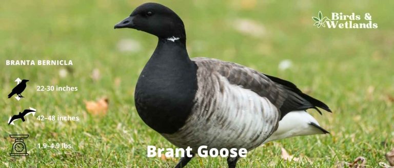Brant Goose (Branta bernicla) - Birds & Wetlands