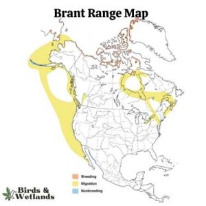 North American Geese: Guide to the Species of Goose in US - Birds ...