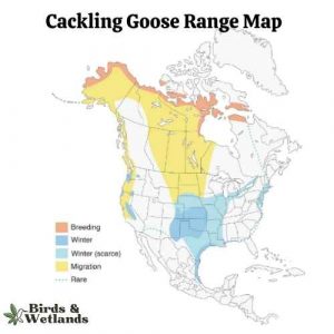 Geese in California (6 Species + FREE Guide) - Birds & Wetlands