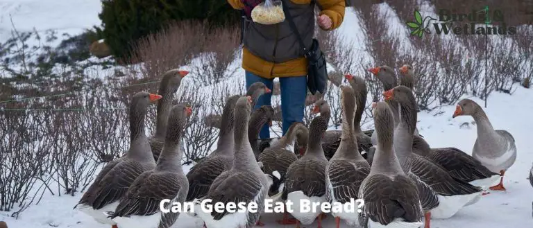 Can Geese Eat Bread? The Truth Behind Common Feeding Myths - Birds ...