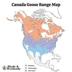 North American Geese: Guide to the Species of Goose in US - Birds ...