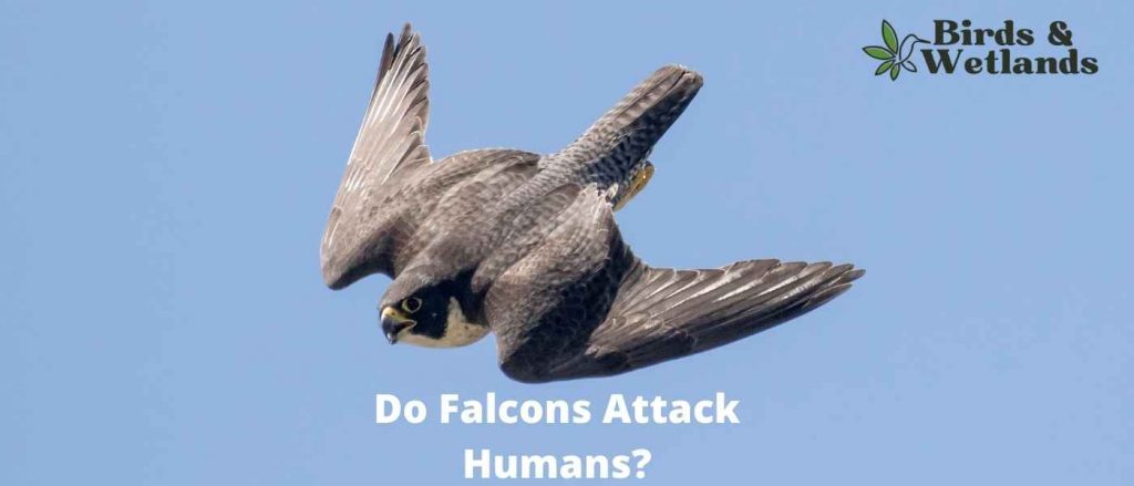 Do Falcons Attack Humans? The Truth Behind Raptor-Human Encounters ...