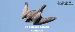 Do Falcons Attack Humans? The Truth Behind Raptor-Human Encounters ...