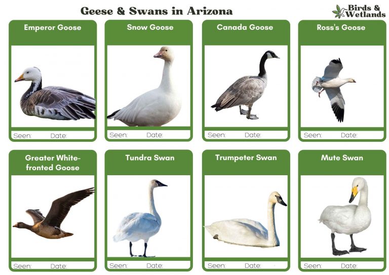 Geese in Arizona (Full Guide & ID Chart) - Birds & Wetlands