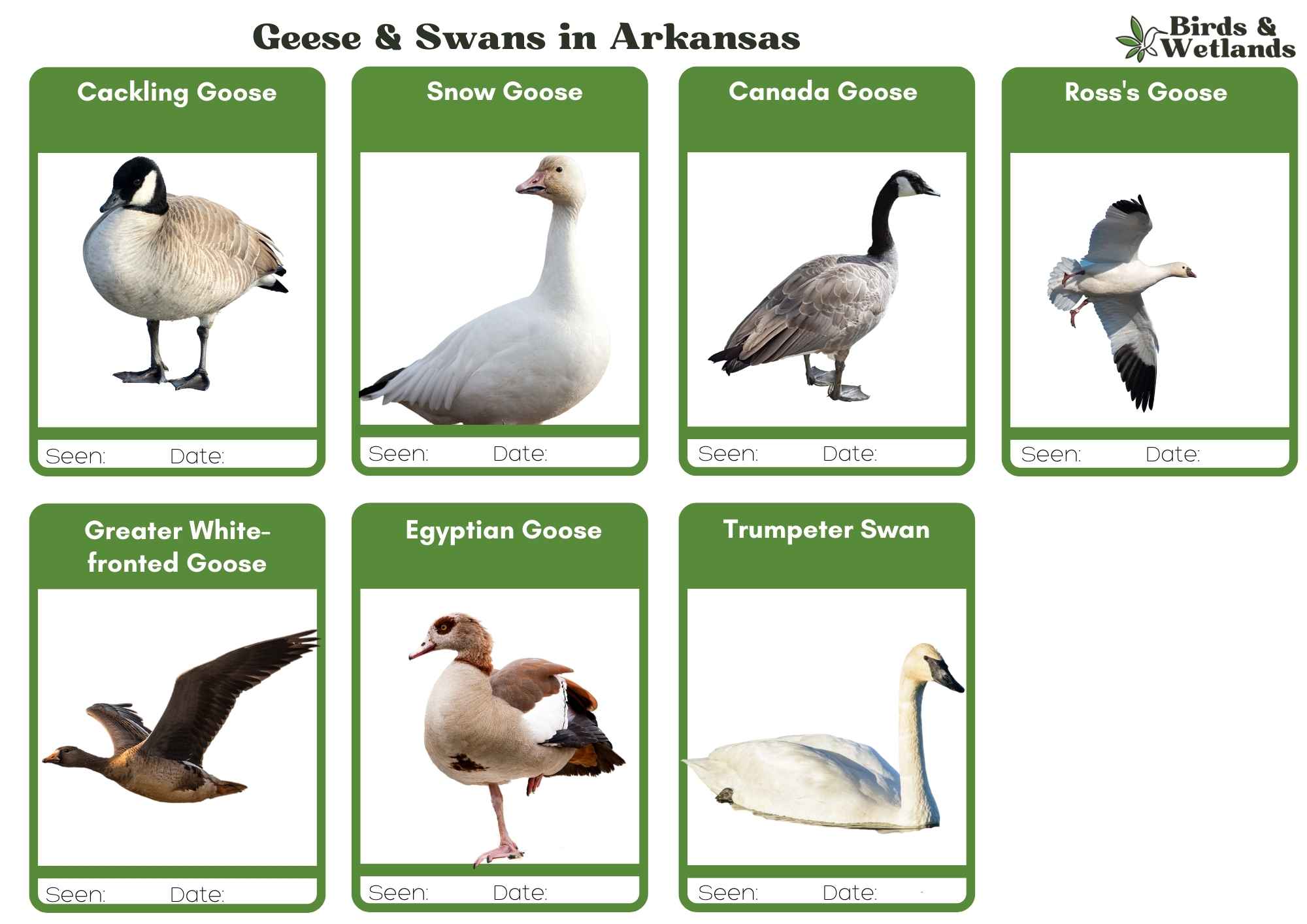 Geese in Arkansas (Complete Guide & FREE ID Chart) - Birds & Wetlands