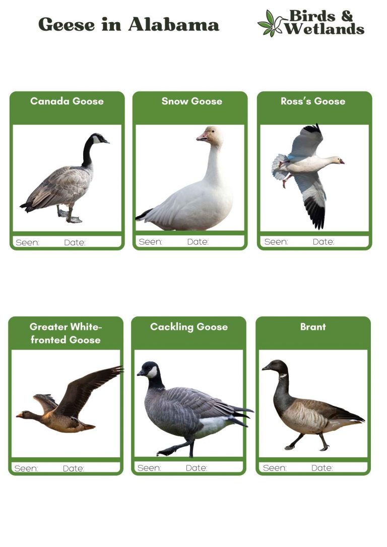 Geese in Alabama (Complete Guide & Free ID Chart) - Birds & Wetlands