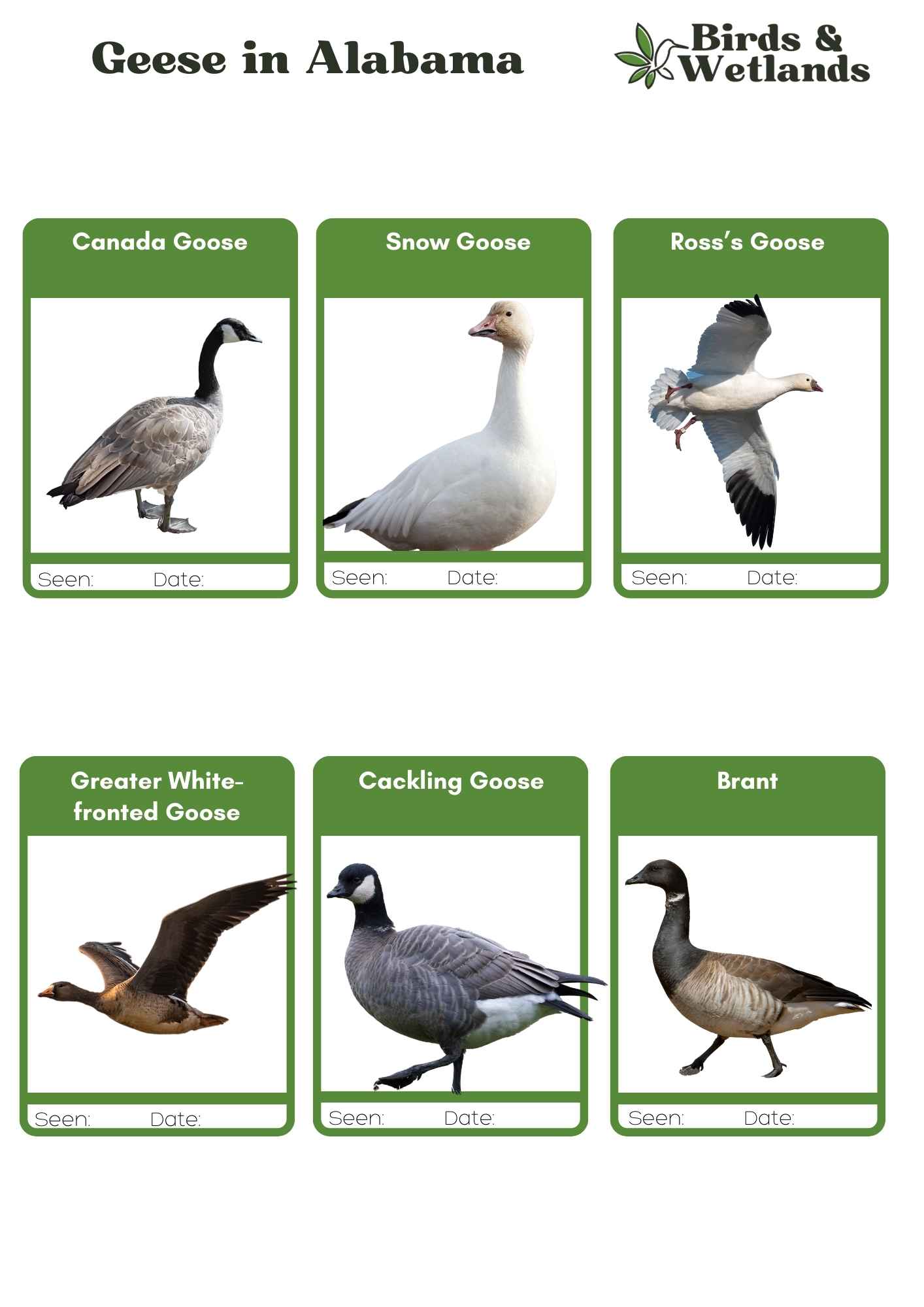 Geese in Alabama (Complete Guide & Free ID Chart) - Birds & Wetlands