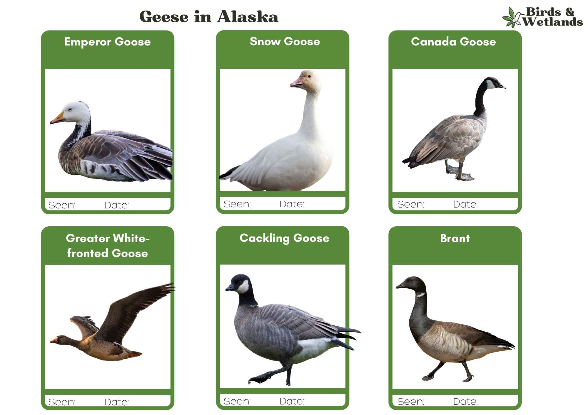 Geese in Alaska A Complete Guide (& Free ID Sheet) - Birds & Wetlands