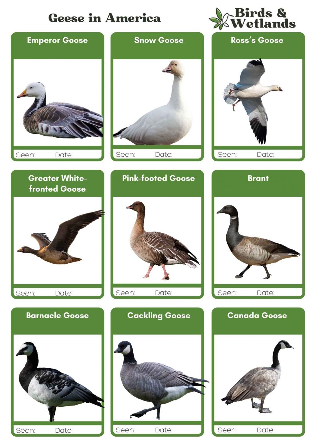 North American Geese: Guide to the Species of Goose in US - Birds ...