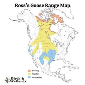North American Geese: Guide to the Species of Goose in US - Birds ...