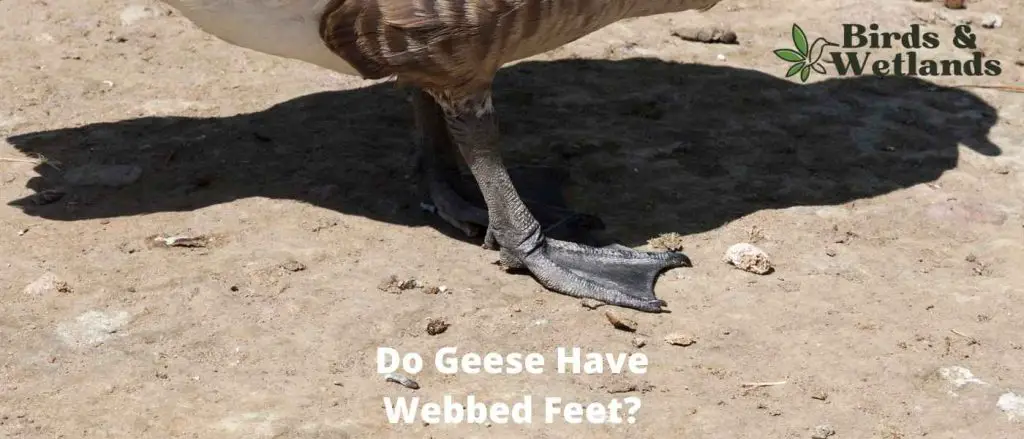Do Geese Have Webbed Feet? The Secrets of Their Aquatic Adaptations ...