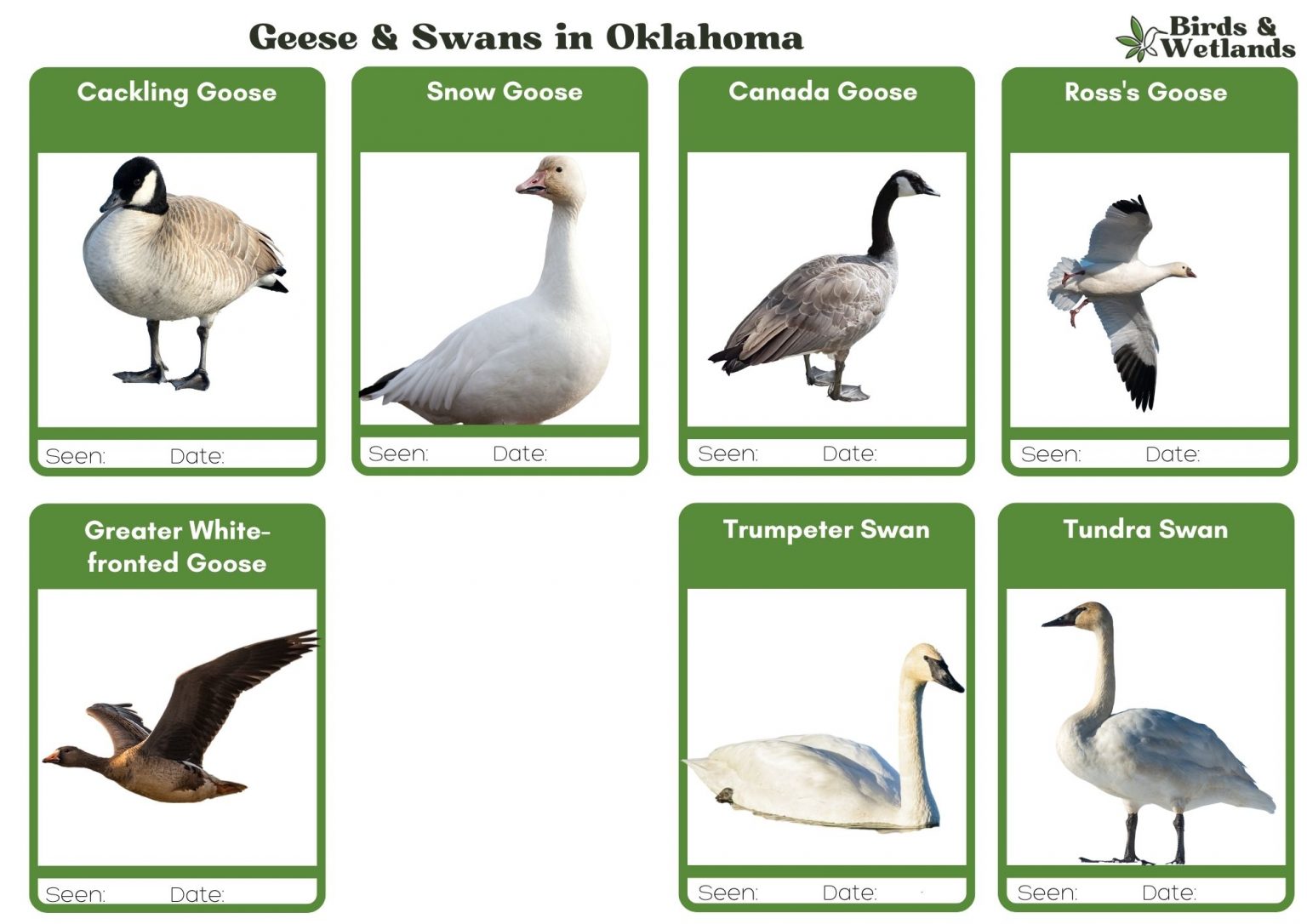 The Definitive Guide to Geese in Oklahoma - Birds & Wetlands