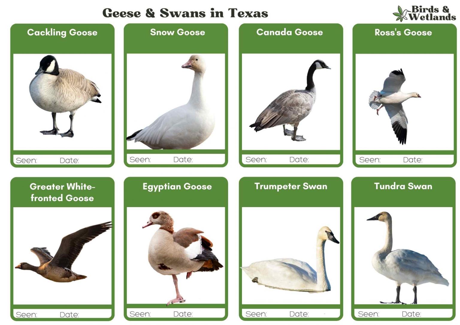 Geese in Texas: A Guide to Their Habits and Behavior - Birds & Wetlands