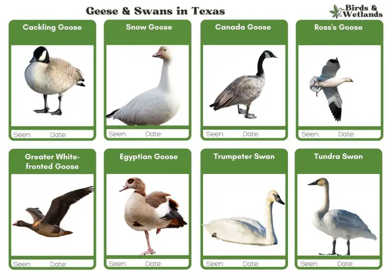 Geese in Texas: A Guide to Their Habits and Behavior - Birds & Wetlands
