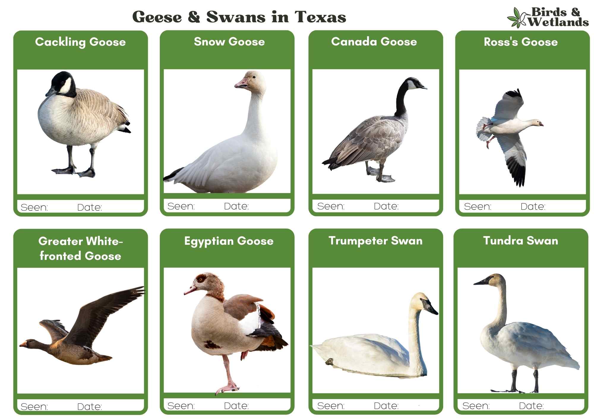 Geese in Texas: A Guide to Their Habits and Behavior - Birds & Wetlands
