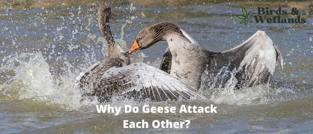 Why Do Geese Attack Each Other? Decoding Their Aggressive Behaviors ...
