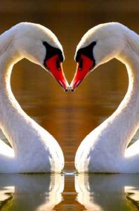 Can Geese and Swans Mate? The Science of Waterfowl Breeding - Birds ...