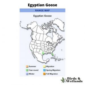 North American Geese: Guide to the Species of Goose in US - Birds ...