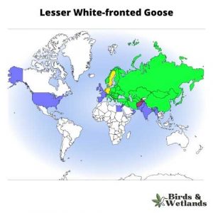 North American Geese: Guide to the Species of Goose in US - Birds ...