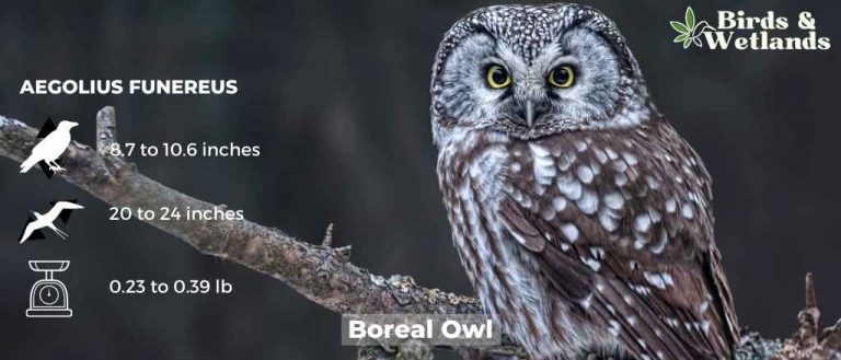 10 Spectacular Owls in New York (With Photos) - Birds & Wetlands