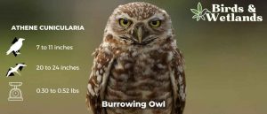 Exploring the 9 Spectacular Owls in Georgia - Birds & Wetlands