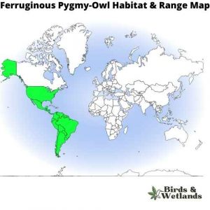 19 Types of Owls Found in United States (Photo Guide) - Birds & Wetlands