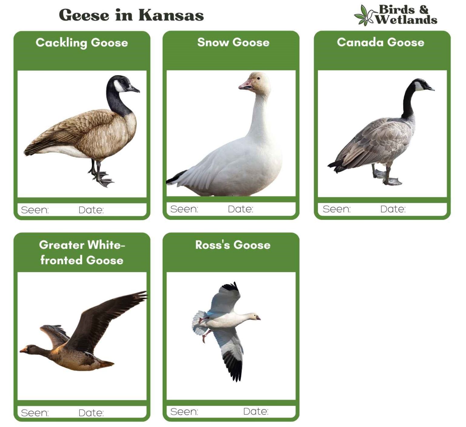 Geese in Kansas (7 Types + FREE Photo Guide) - Birds & Wetlands