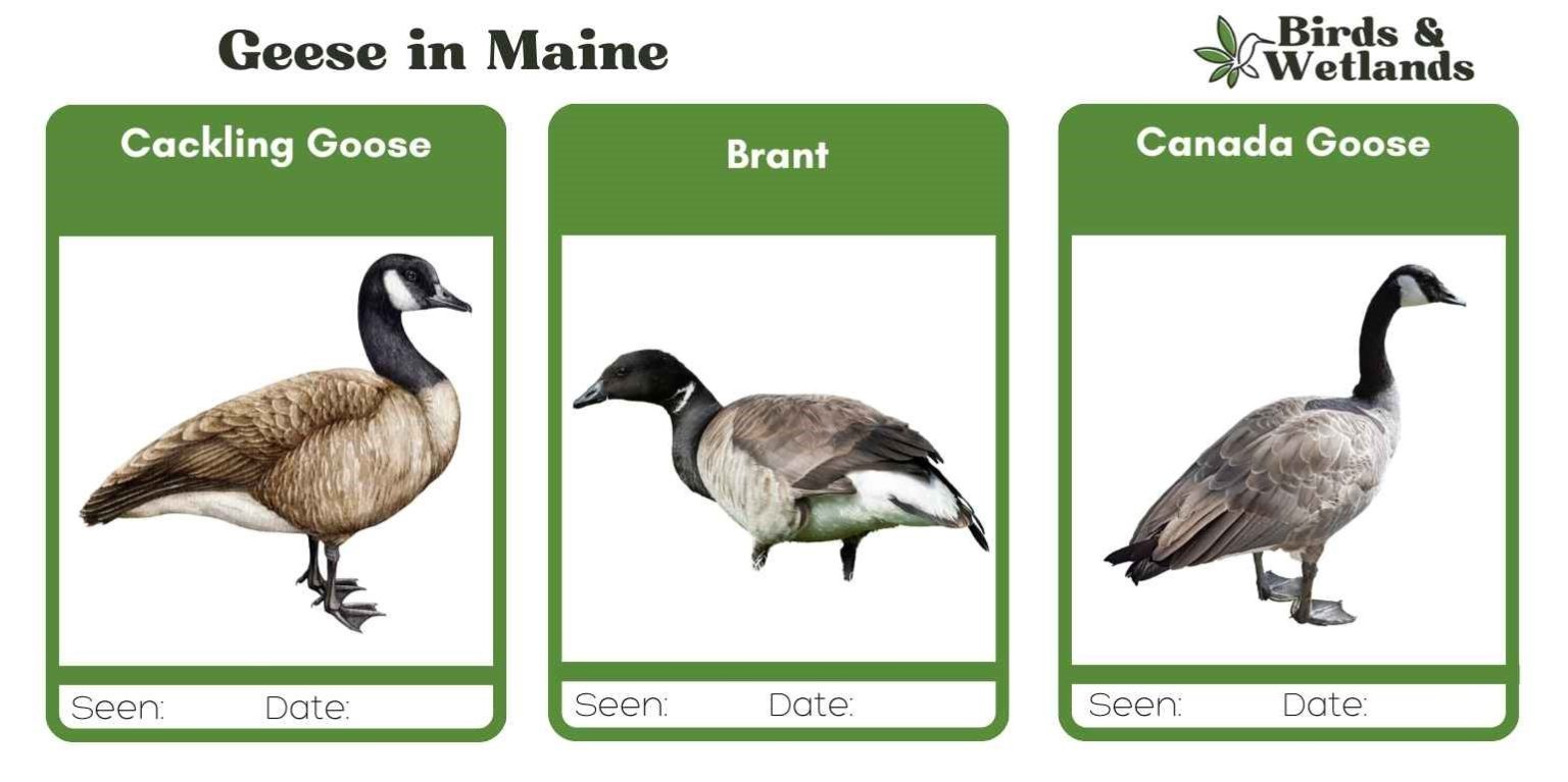 Geese in Maine (7 Types + FREE Photo Guide) - Birds & Wetlands