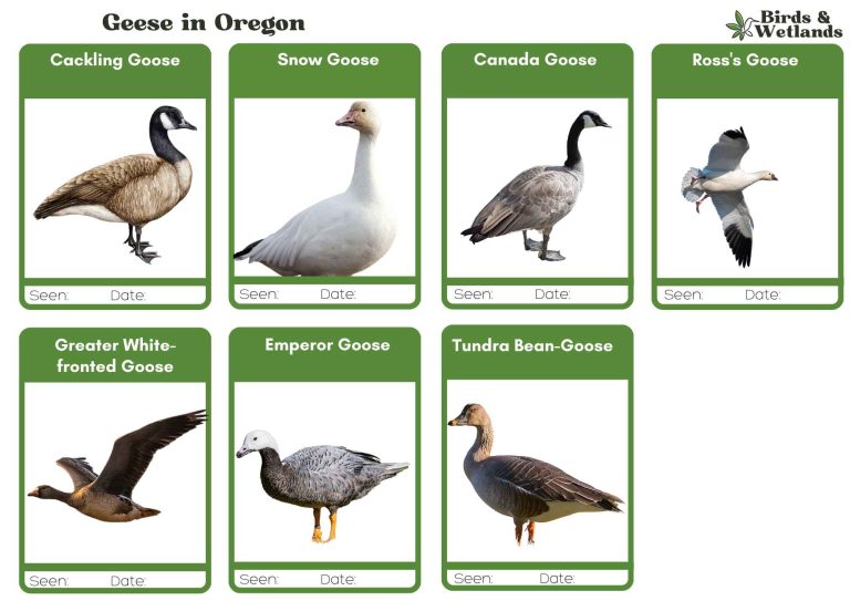 Geese in Oregon (7 Types + FREE Photo Guide) - Birds & Wetlands