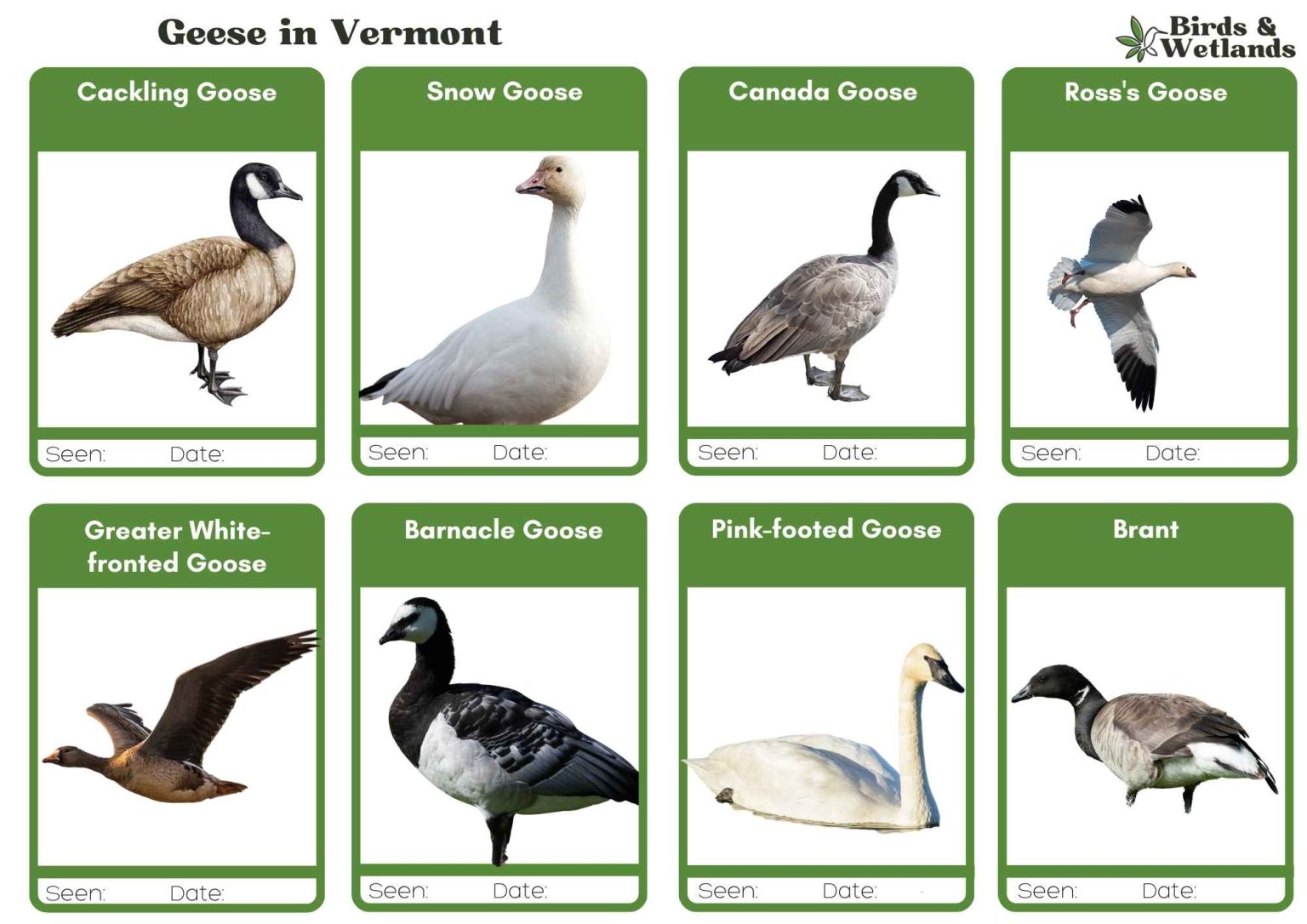 Geese in Vermont (7 Types + FREE Photo Guide) - Birds & Wetlands