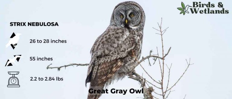 19 Types of Owls Found in United States (Photo Guide) - Birds & Wetlands