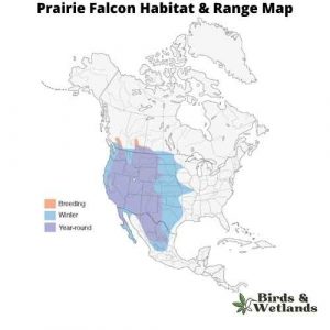 Birds of Prey in Idaho (Top 21 + Guide) - Birds & Wetlands