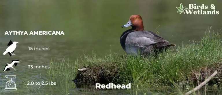 25 Species of Water Birds in Ohio (ID Guide) - Birds & Wetlands