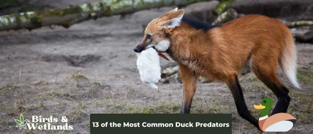 13 of the Most Common Duck Predators - Birds & Wetlands
