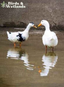 Why Do Ducks Stand on Each Other? - Understanding Duck Behavior - Birds ...
