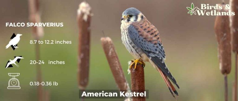 Birds of Prey in Pennsylvania (21 Types + Photo Guides) - Birds & Wetlands