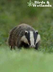 13 of the Most Common Duck Predators - Birds & Wetlands