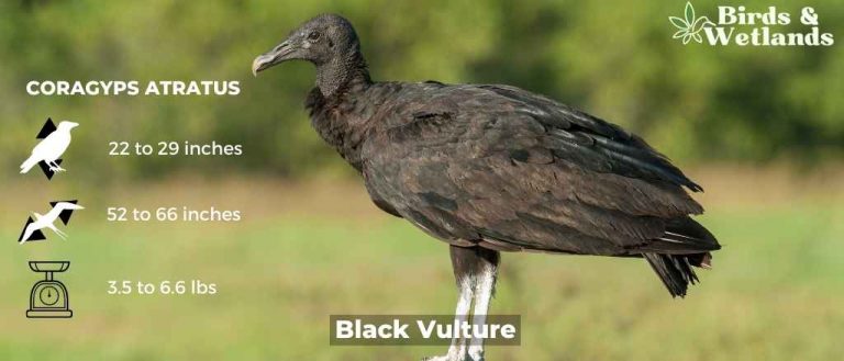 Birds of Prey in Ohio (Top 19 + Guide) - Birds & Wetlands