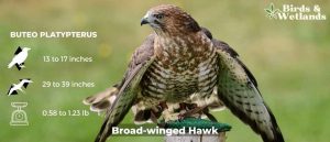 9 Spectacular Species of Hawks in Indiana (2024 Guide) - Birds & Wetlands