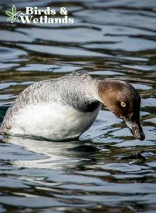 Underwater Duration: How Long Can Ducks Stay Underwater? - Birds & Wetlands