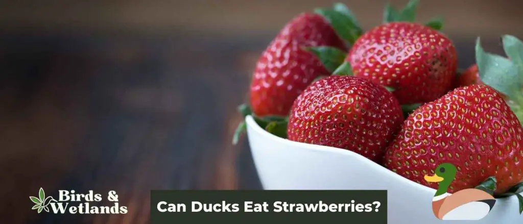 Feeding Ducks: The Best Food to Keep Ducks Healthy & Happy - Birds ...